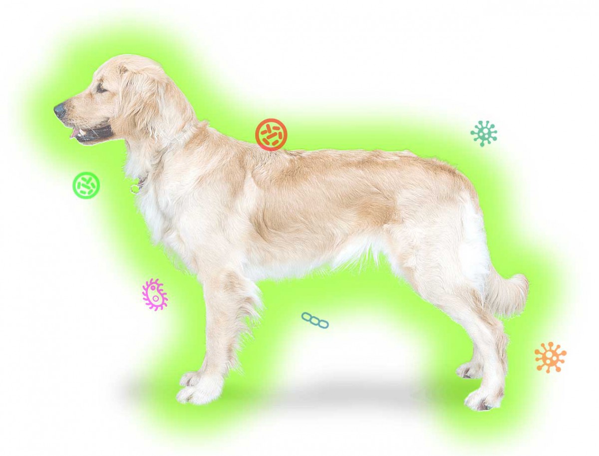 Pharma.pet | Immunity